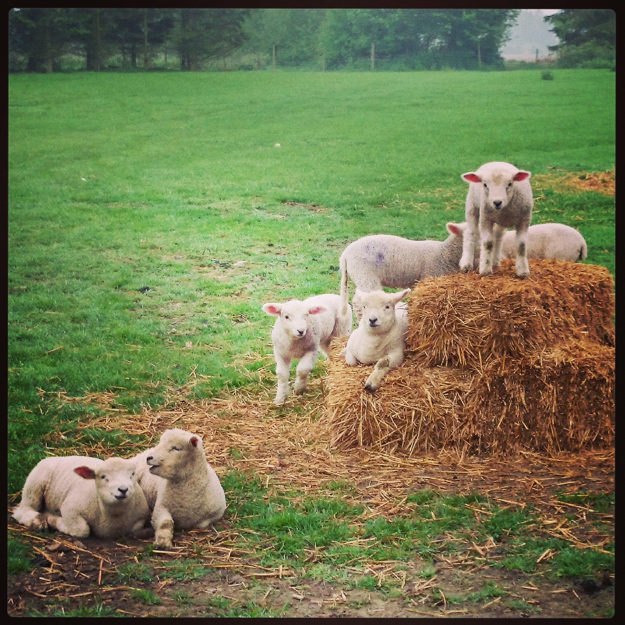 Perry Court Farm Shop - Ashford and Tenterden
