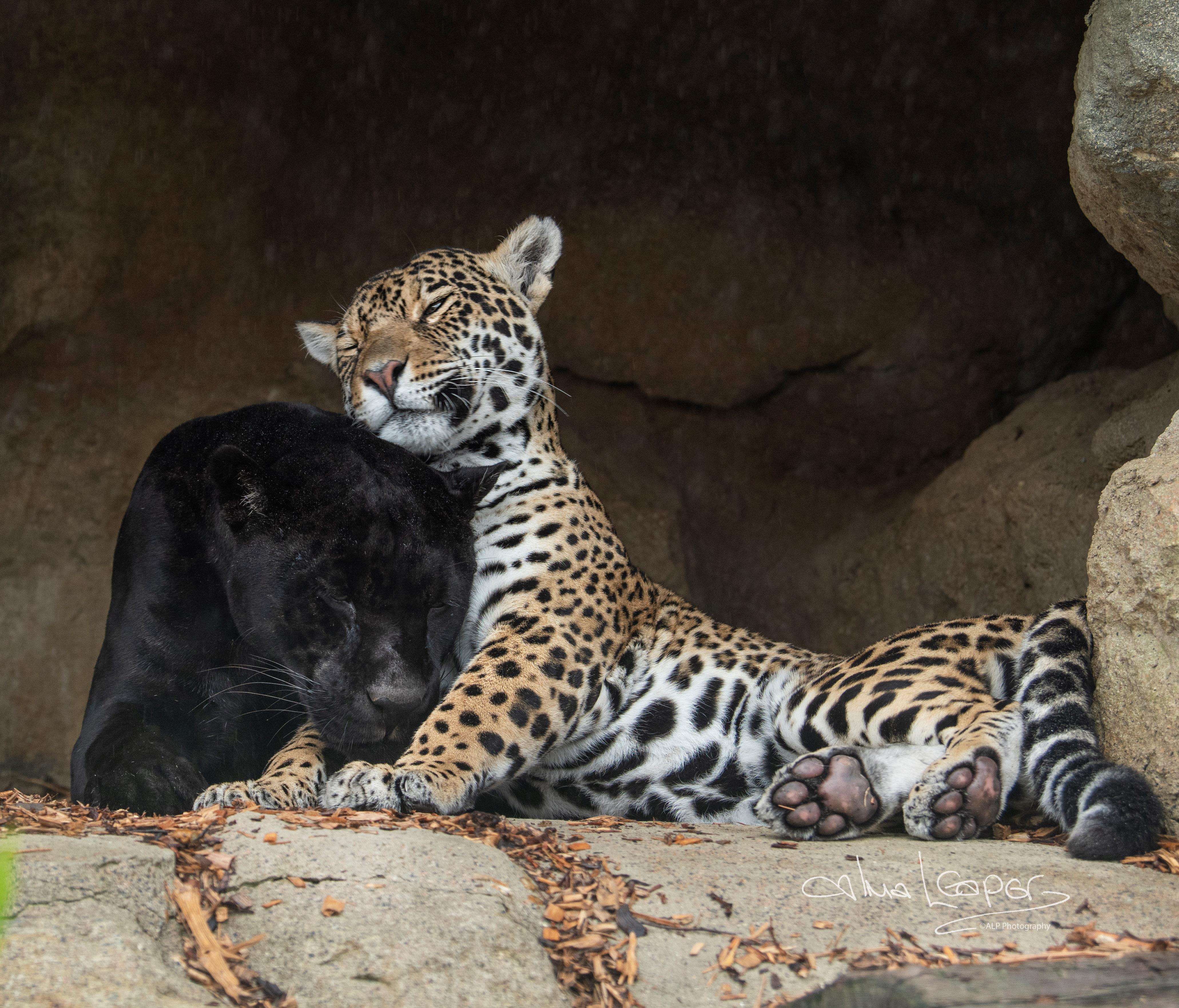 Wildlife Heritage Foundation Big Cat Sanctuary - Ashford and Tenterden